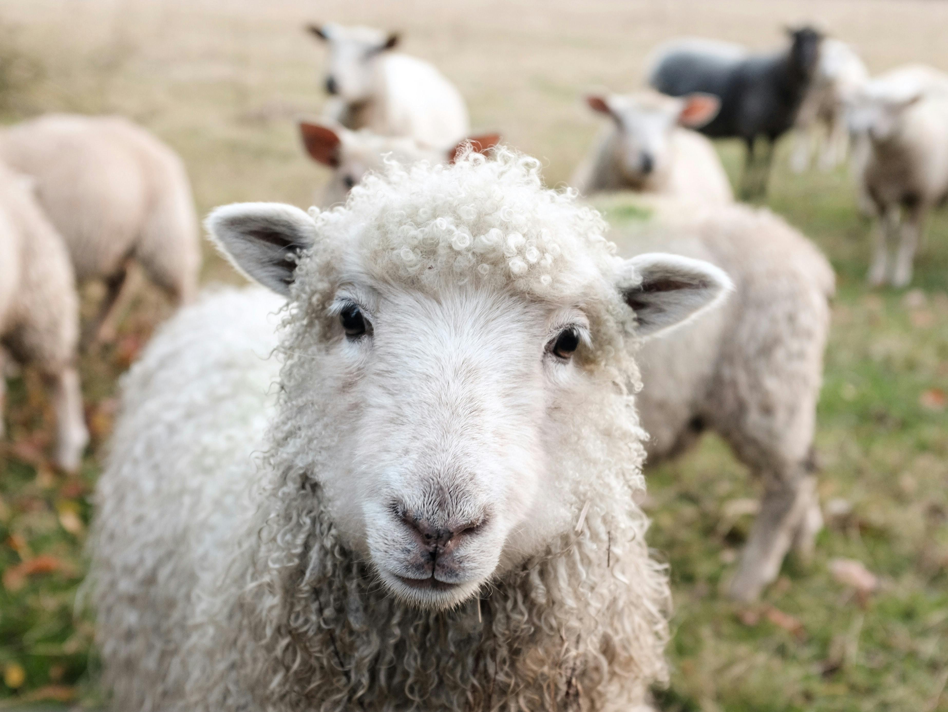 Where Does Wool Come From? | LoveCrafts